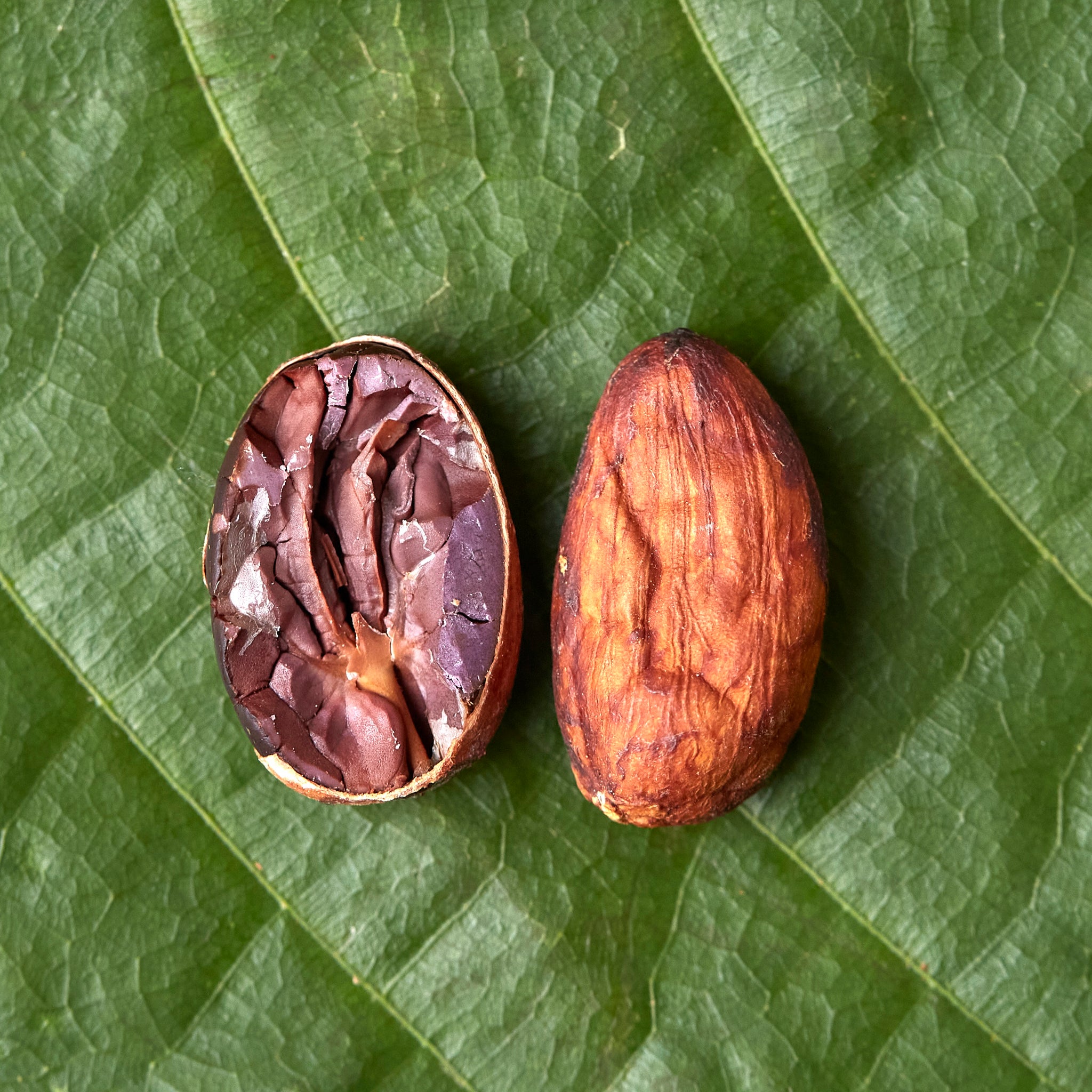 Chocolate Alchemy and Cacao Latitudes | Chocolate Alchemy